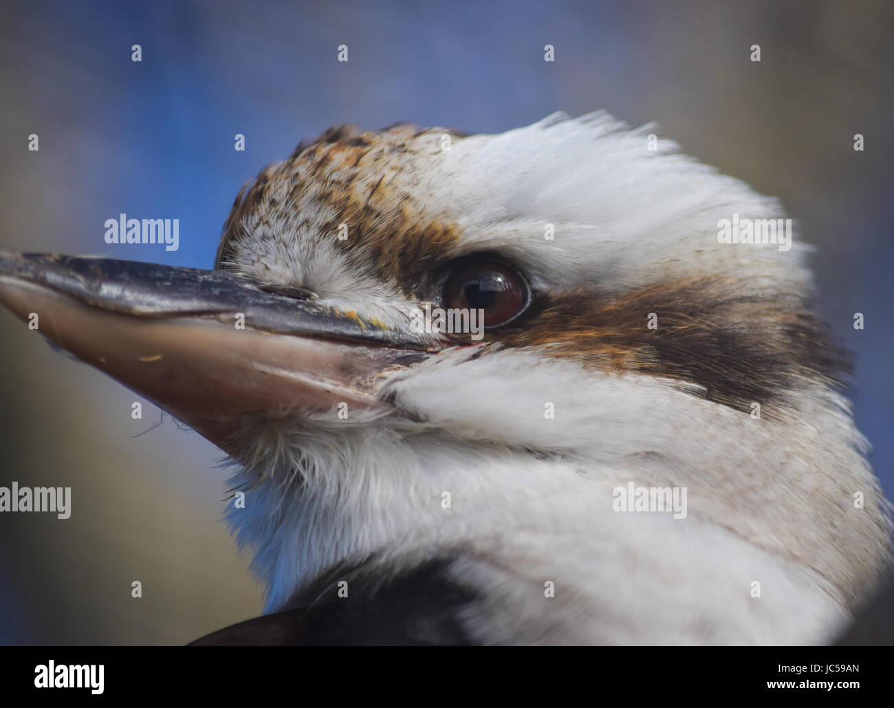 Face beak hi-res stock photography and images - Alamy