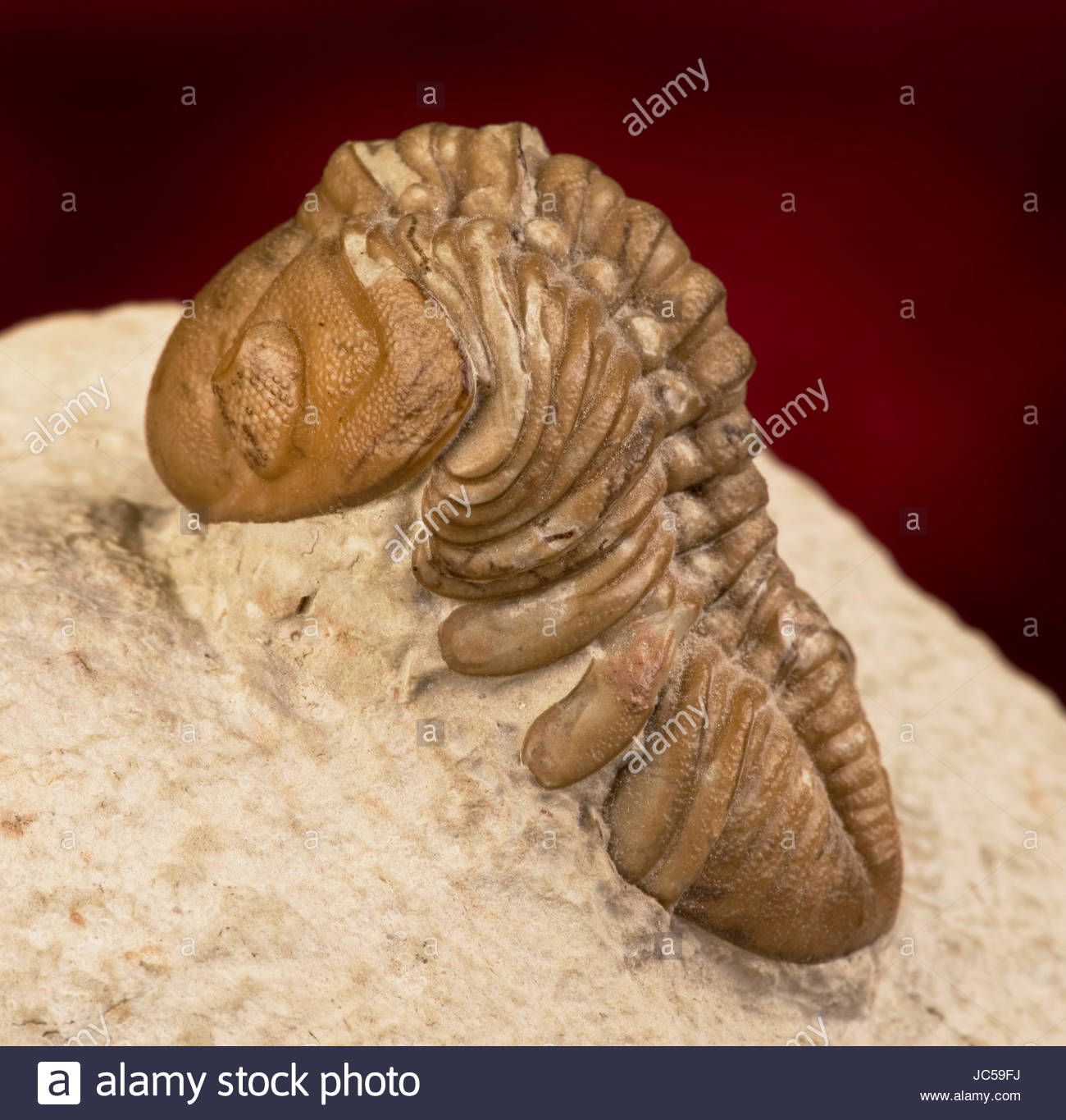 Fossil Fish Devonian Stock Photos & Fossil Fish Devonian Stock Images ...