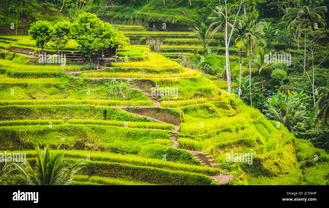 Tegalalang Rice Terrace Fields and some Palm Trees Around, Ubud, Bali ...