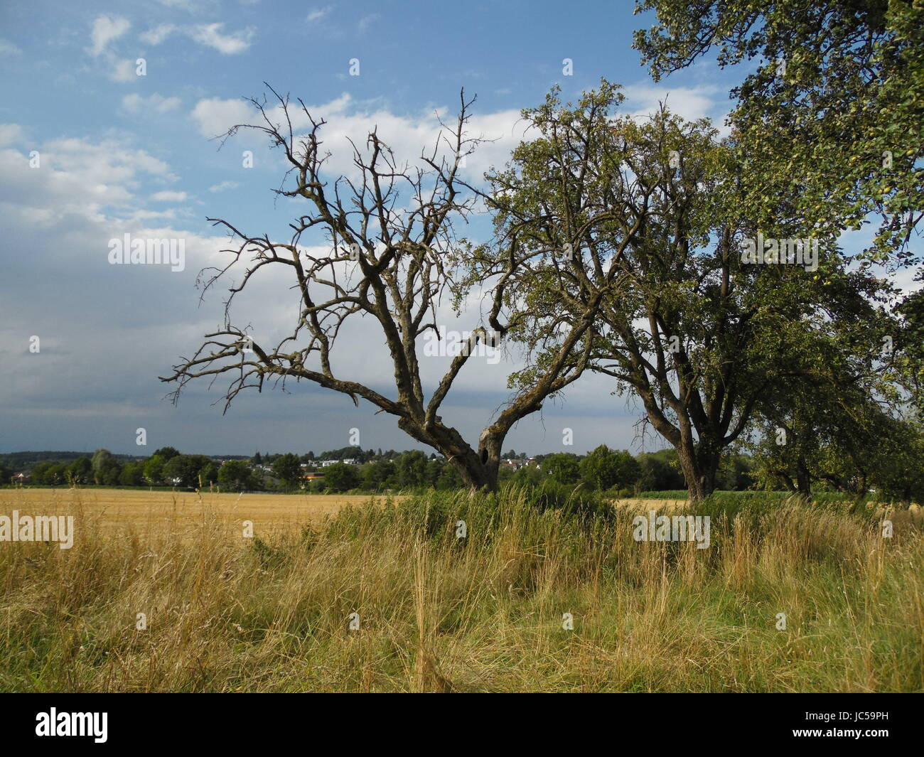 Sparse orchard hi-res stock photography and images - Alamy