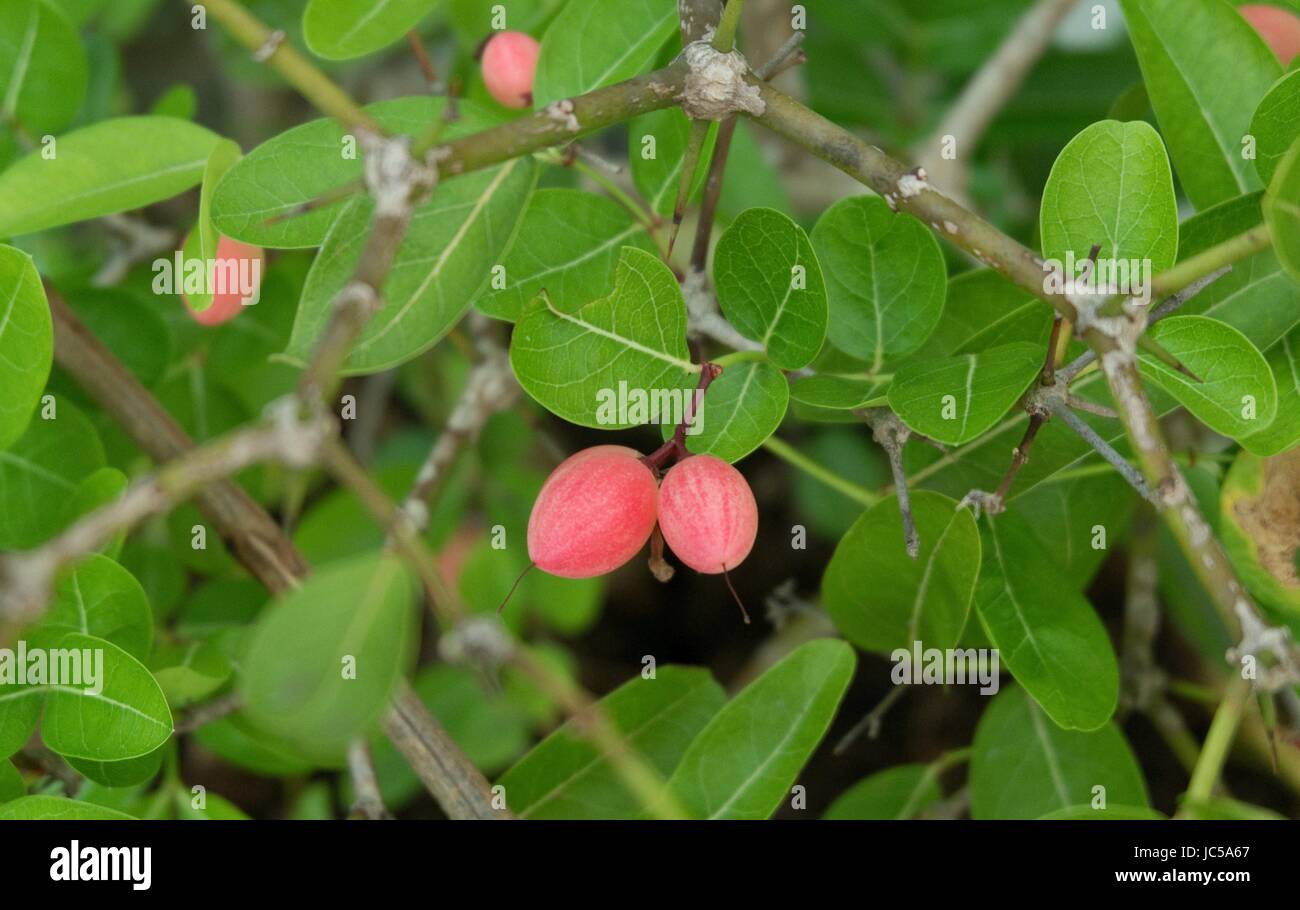 Fresh Fruits, Ripe and Delicious Karanda Carissa Carandas L Fruit with ...