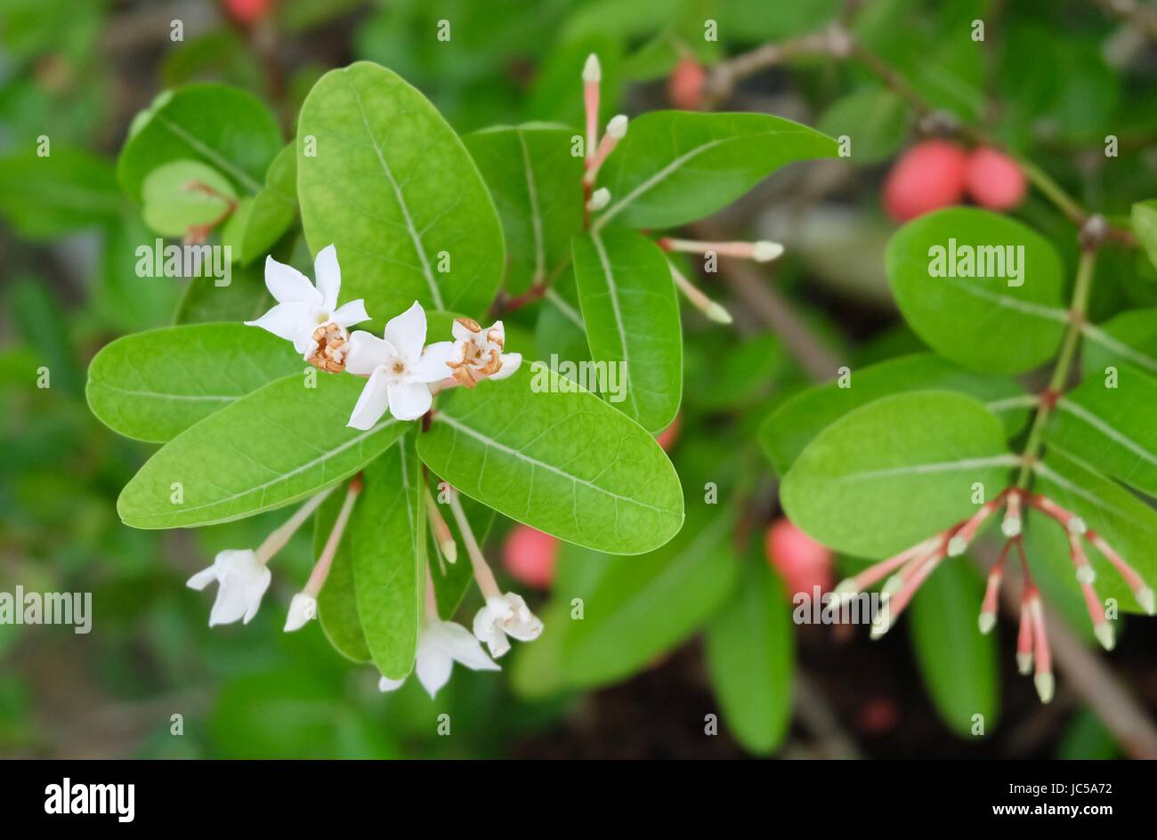 Koromcha Tree High Resolution Stock Photography and Images - Alamy