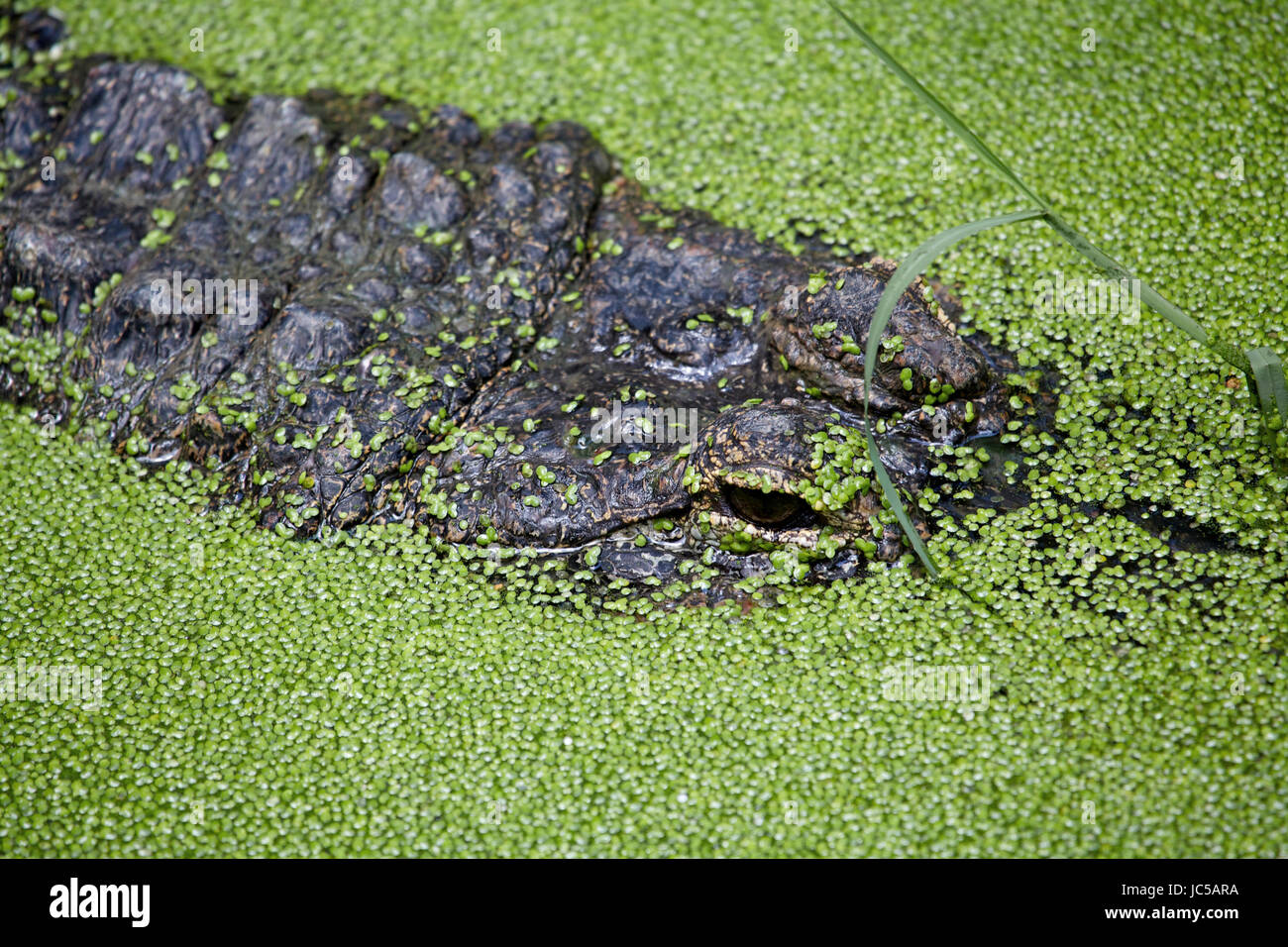 Alligator swimming through water plants in pond Stock Photo - Alamy