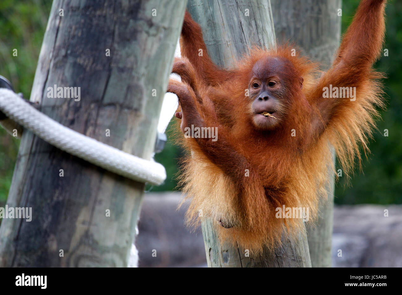 Orangutan hanging from tree Stock Photo - Alamy