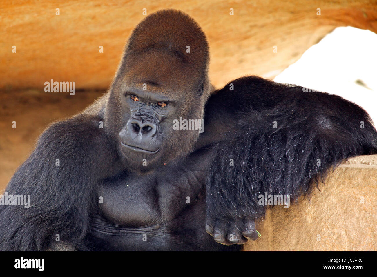 Gorilla head hi-res stock photography and images - Alamy