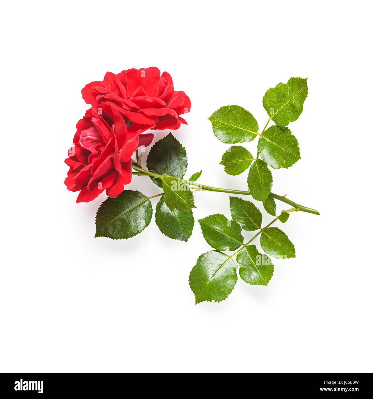 Red rose flower with stem and leaves. Climbing roses in summer garden ...