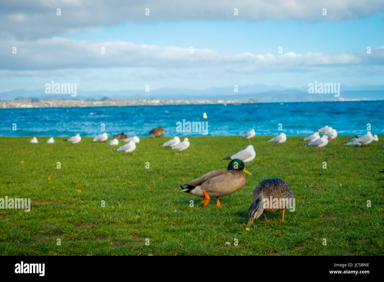 Famous auckland landmarks hi-res stock photography and images - Alamy