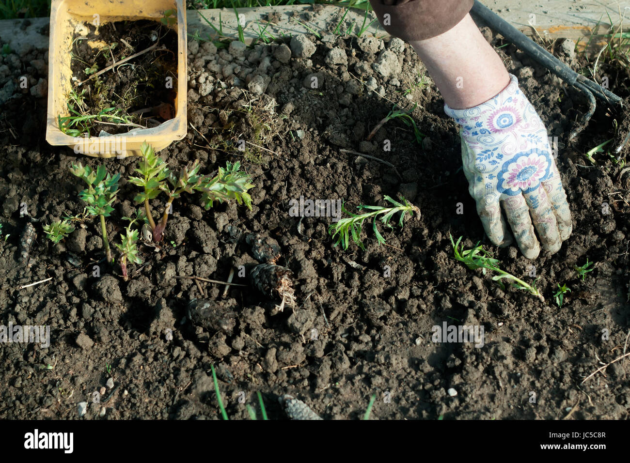Planting process hi-res stock photography and images - Alamy