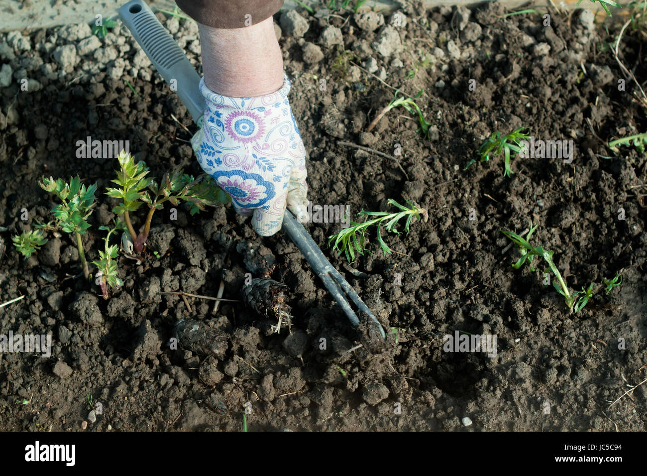 Planting tarragon seedlings Stock Photo - Alamy