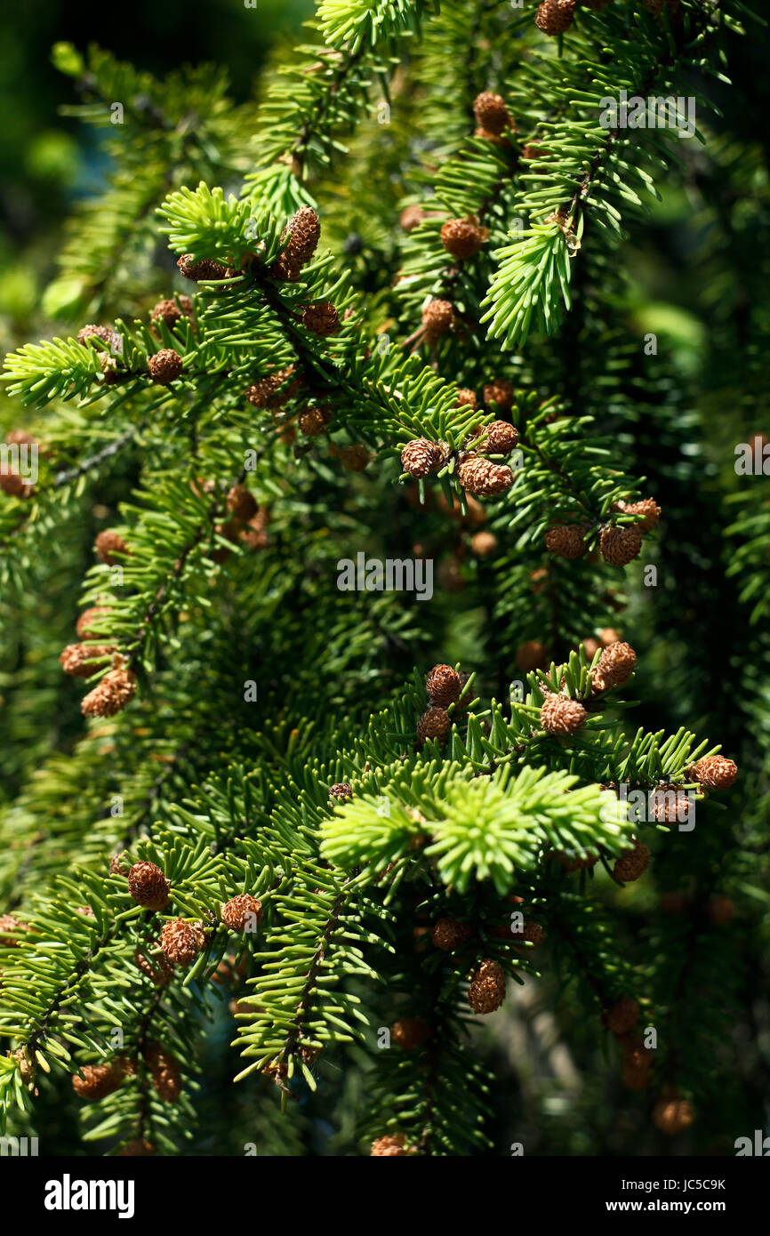 A close-up of spruce branches with cones Stock Photo - Alamy
