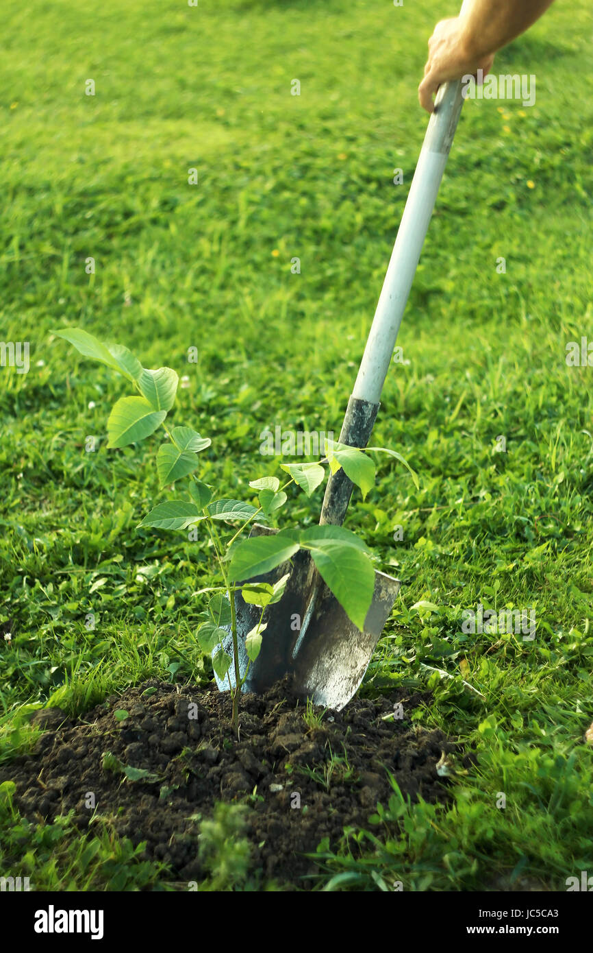 Planting a walnut sapling Stock Photo - Alamy
