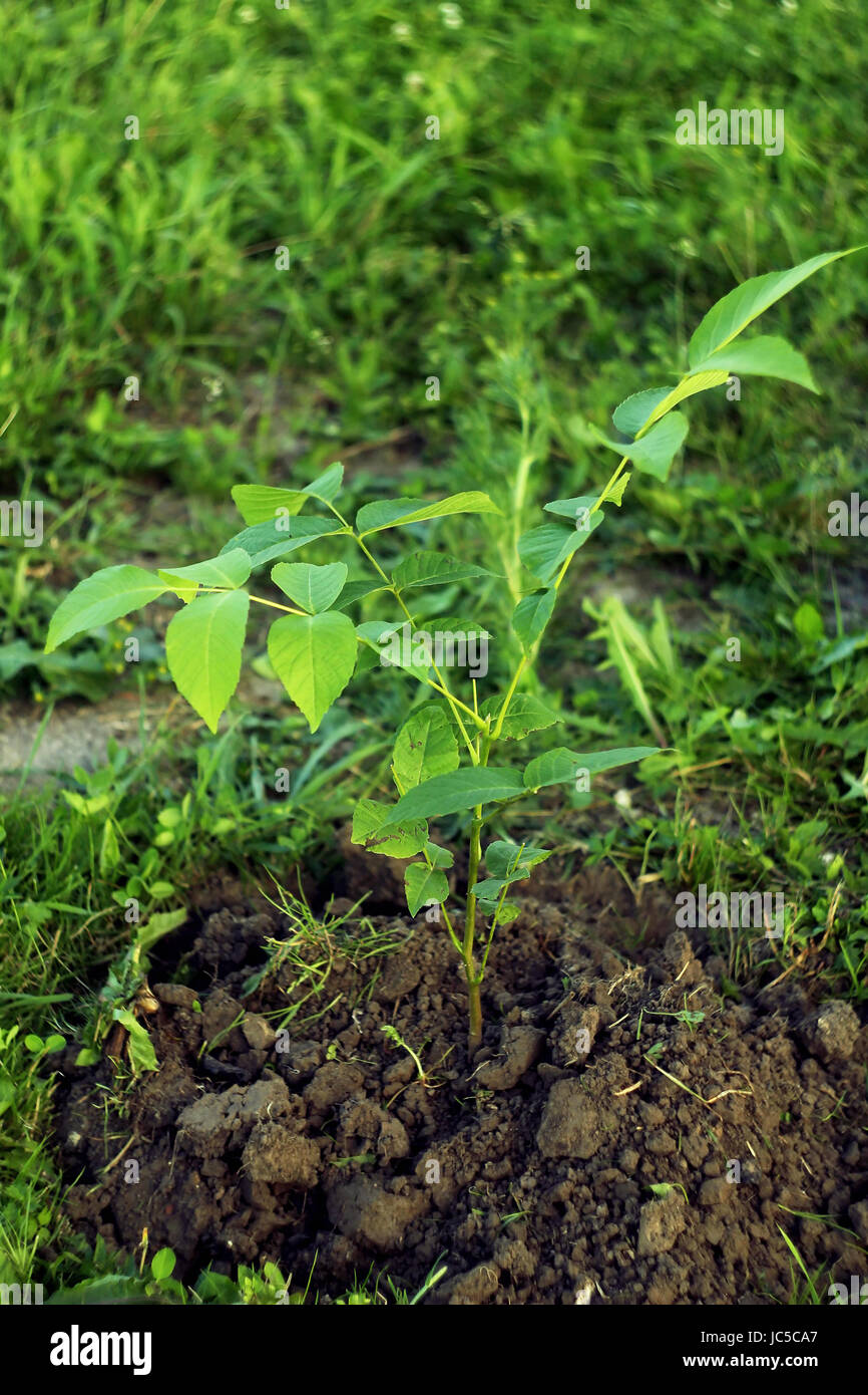 Walnut planting hi-res stock photography and images - Alamy