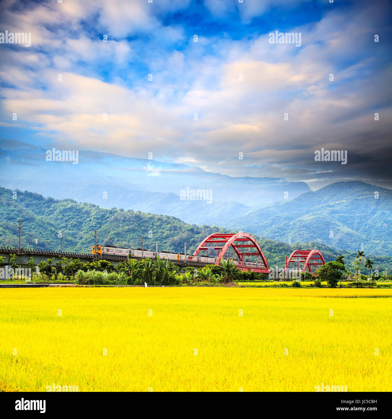 Nice paddy place for adv or others purpose use Stock Photo - Alamy