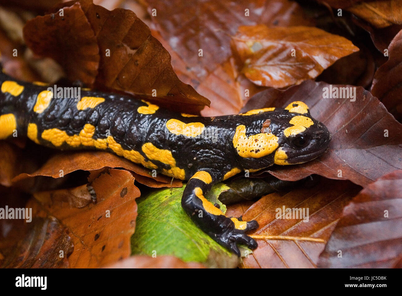 Salamander in mountain autumn forest hi-res stock photography and ...
