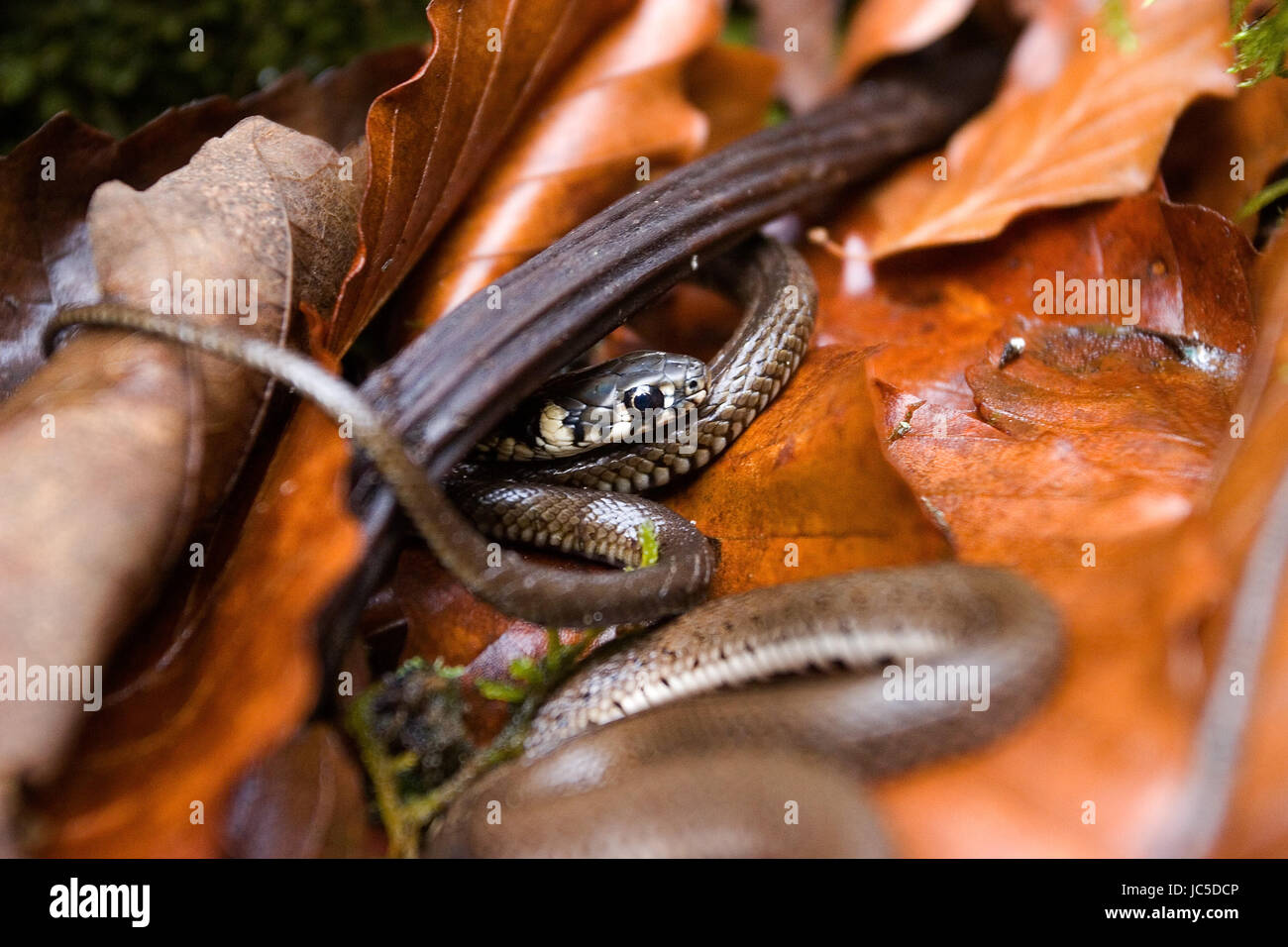 The grass snake from Kamačnik River, Croatia Stock Photo - Alamy