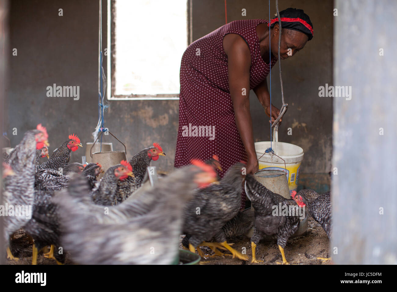 A female poultry farmer, Nigeria, Africa Stock Photo - Alamy