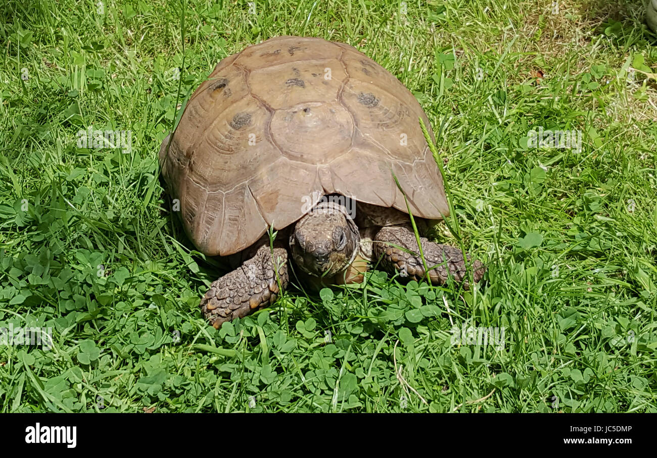 Tortoise garden uk hi-res stock photography and images - Alamy
