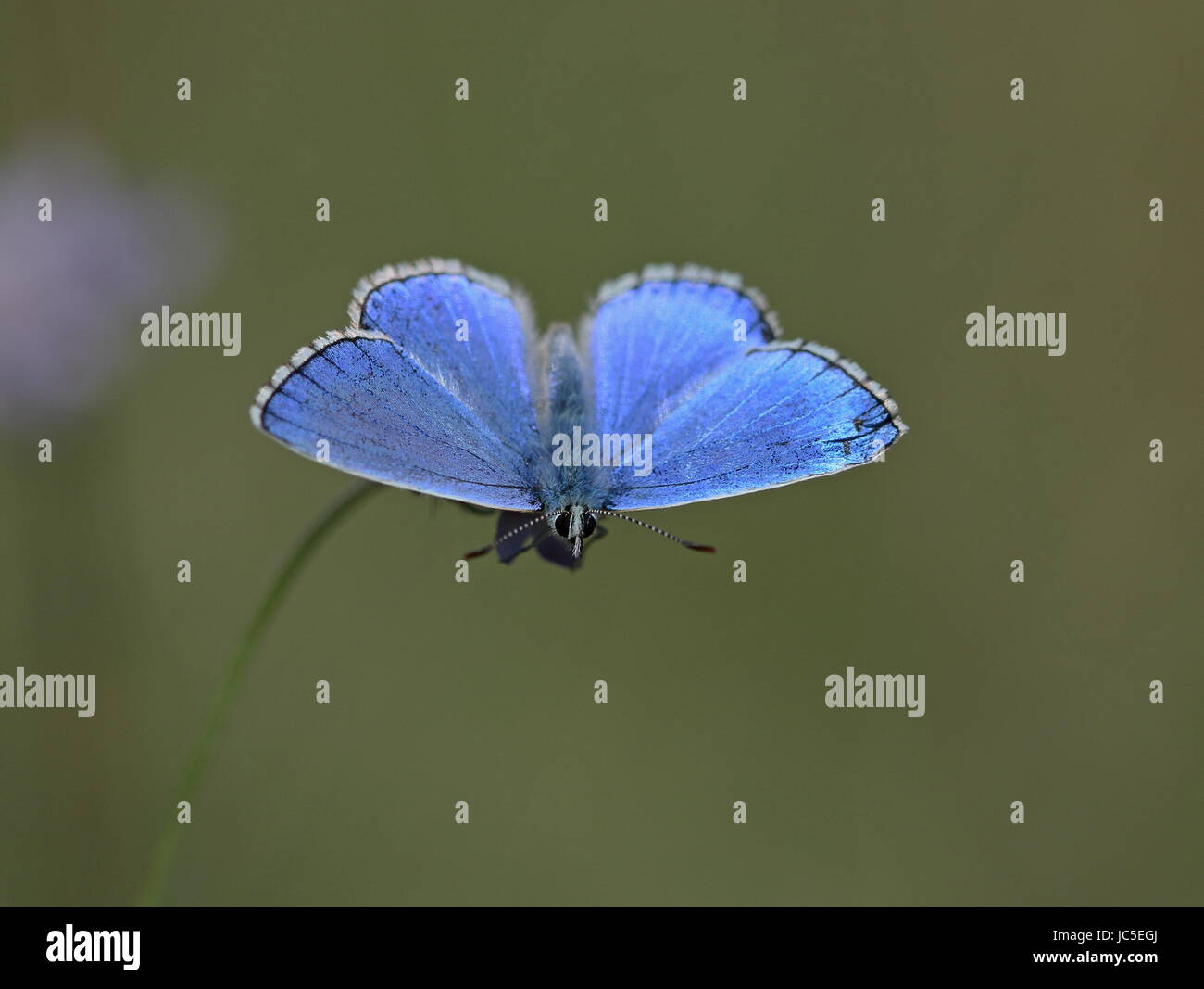 Adonis Blue Butterfly in the New Forset,Hampshire Stock Photo - Alamy