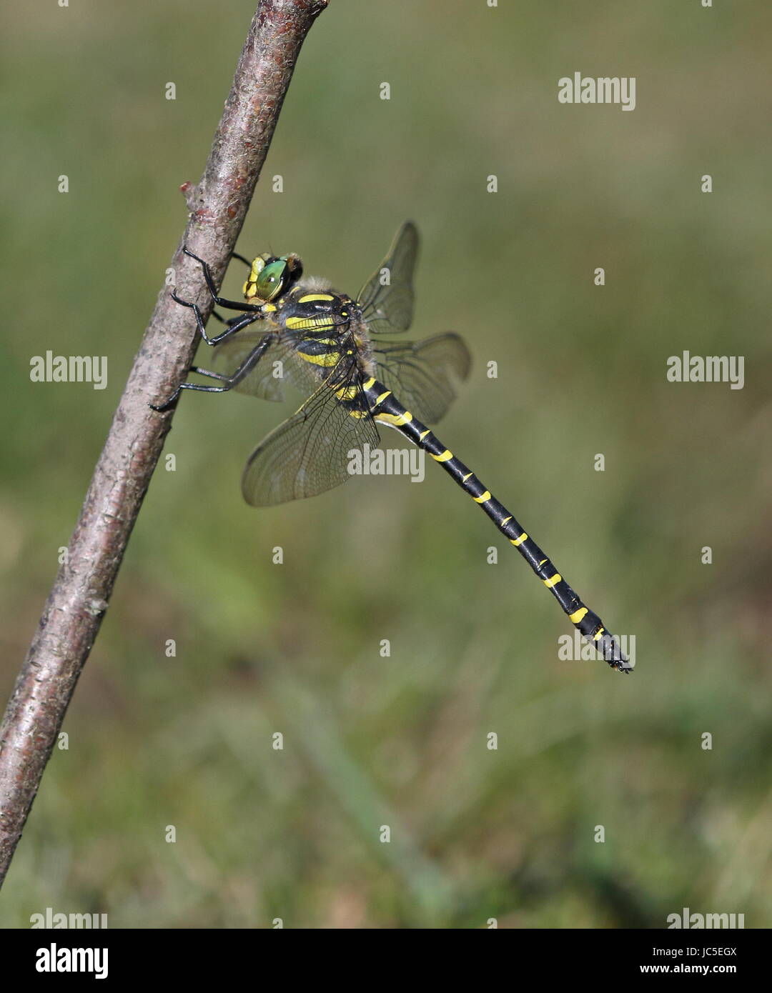 Golden ringed Dragonfly in the New Forest,Hampshire Stock Photo - Alamy