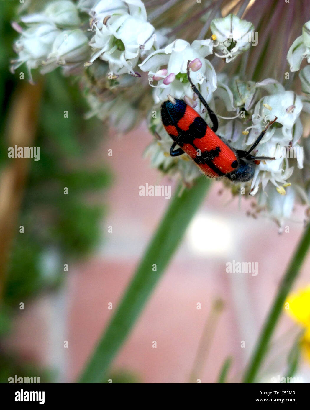 Insect projection hi-res stock photography and images - Alamy