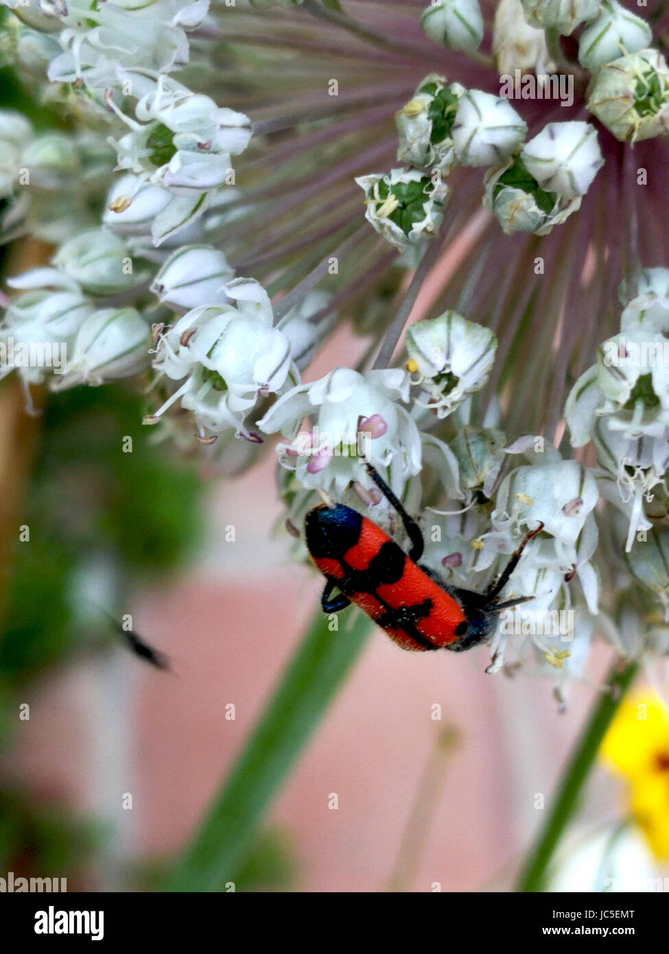 Red insect with black spots on onion flower Stock Photo - Alamy
