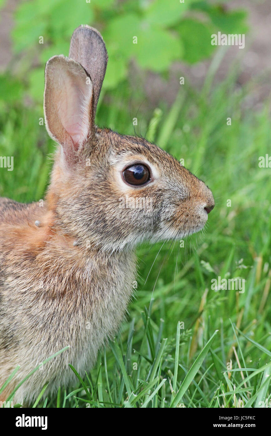 Eastern cottontail in back yard Stock Photo - Alamy