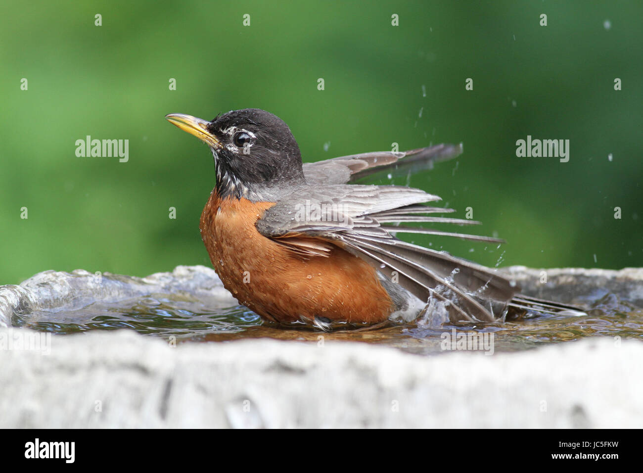 American robin in bird bath Stock Photo - Alamy