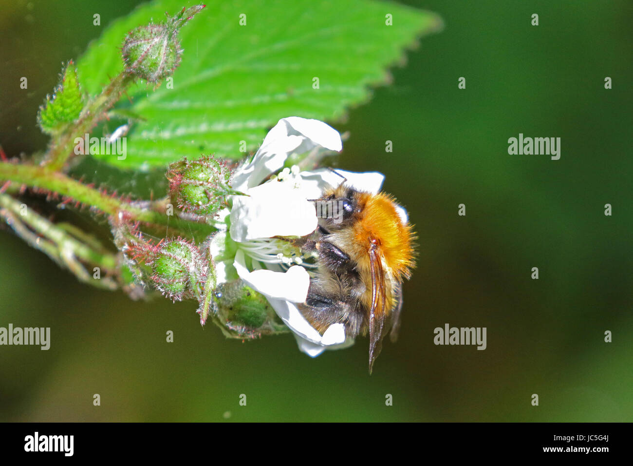 Bramble bush hi-res stock photography and images - Alamy