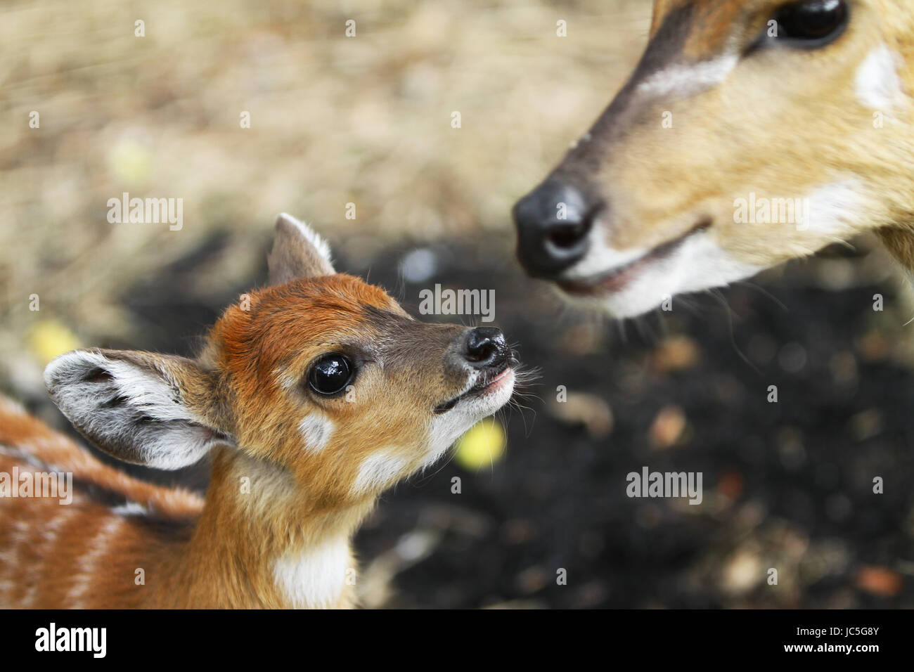 love u mom Stock Photo - Alamy