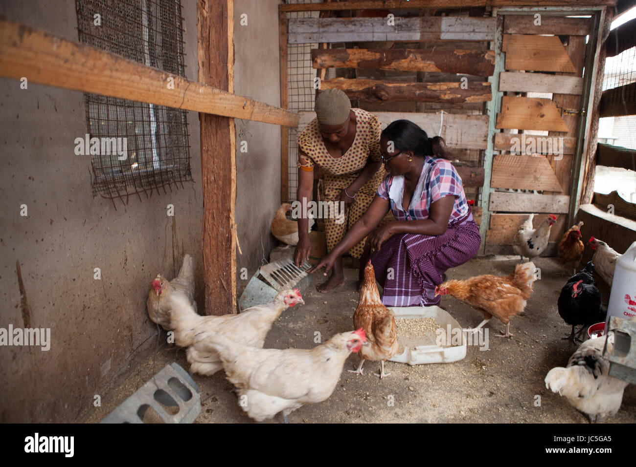 Women with poultry hi-res stock photography and images - Alamy