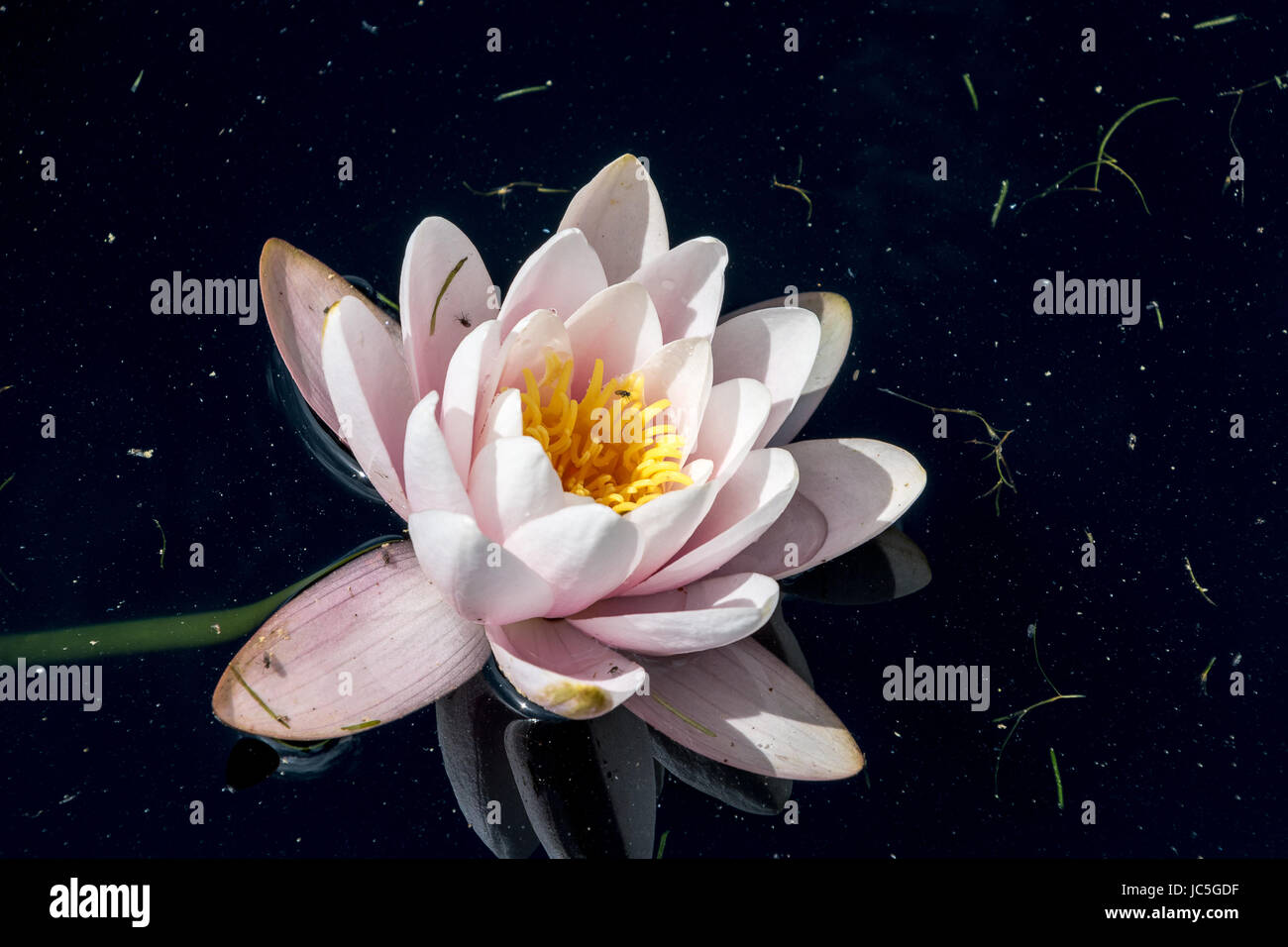 White waterlily flowers opening up on the water Stock Photo - Alamy
