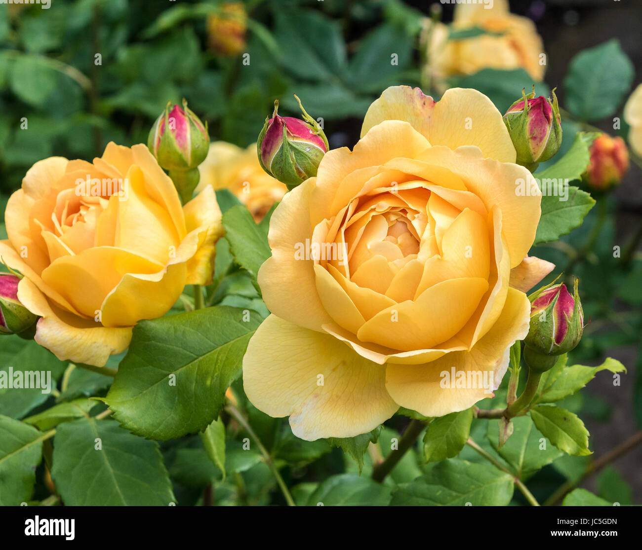 Open Yellow rose flowers with new buds about to open Stock Photo - Alamy