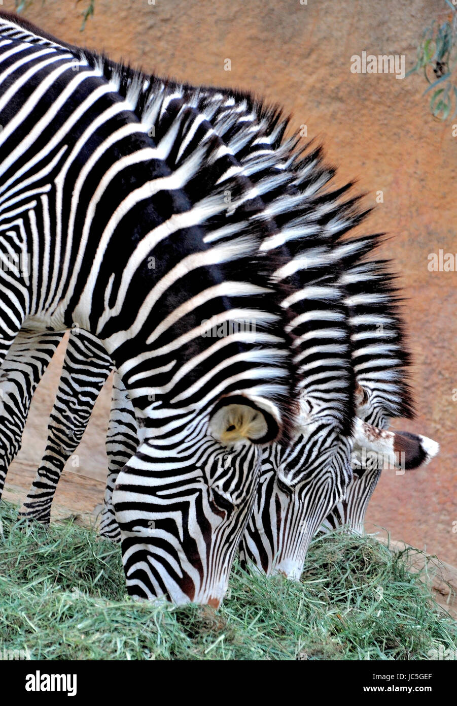 Zebra ecology hi-res stock photography and images - Alamy