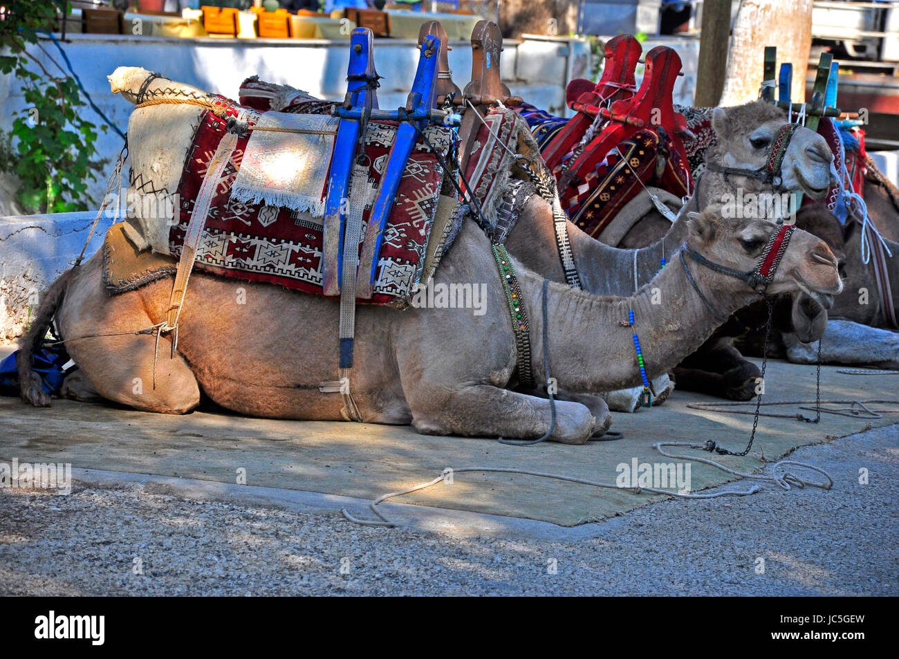 Camel turkey cappadocia hi-res stock photography and images - Alamy