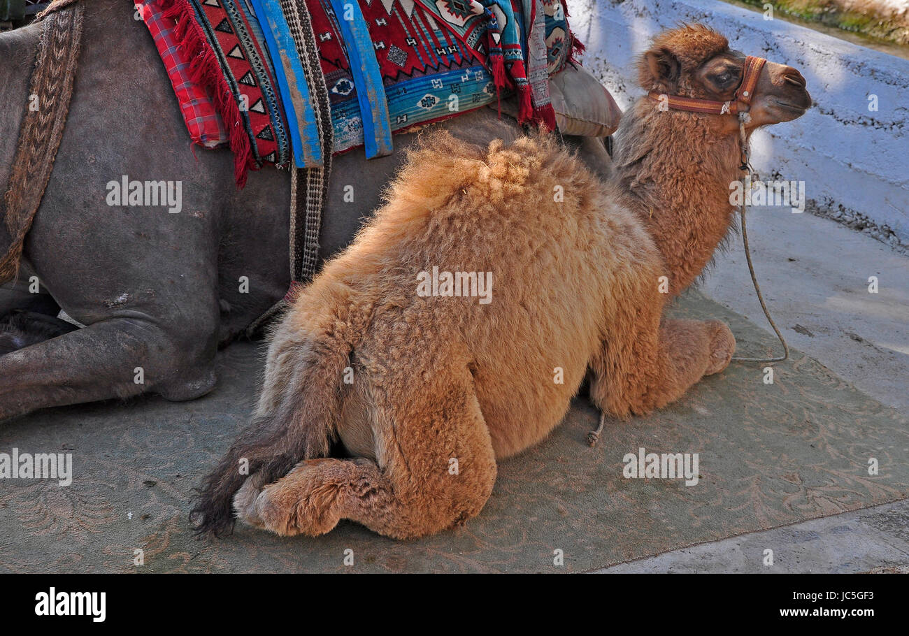 Camel camel hi-res stock photography and images - Alamy
