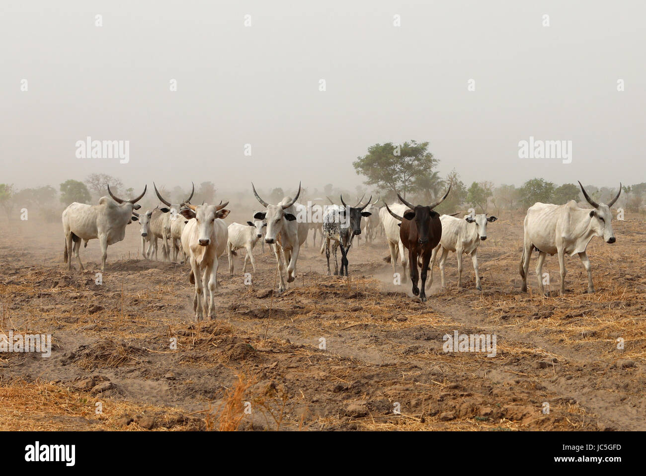 Native Cattle in Nigeria, walking in the Farm land during Harmattan ...