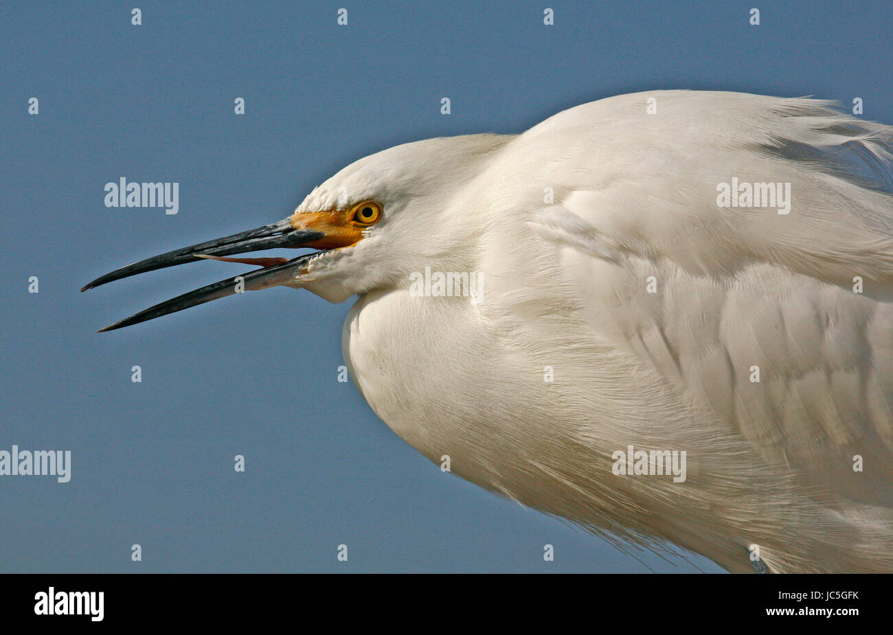 Bittern like bird hi-res stock photography and images - Alamy