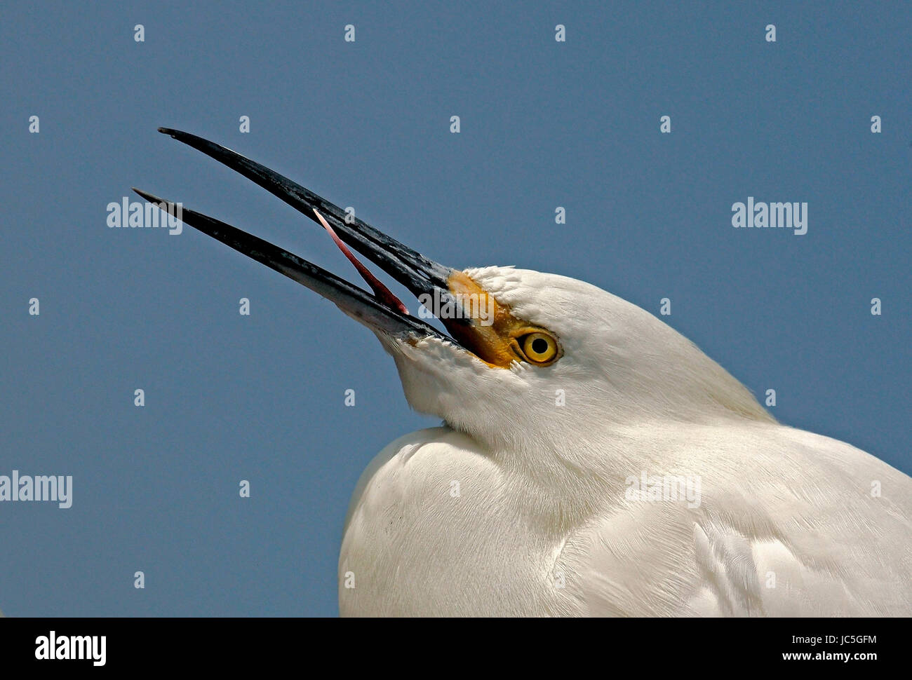Bittern like bird hi-res stock photography and images - Alamy