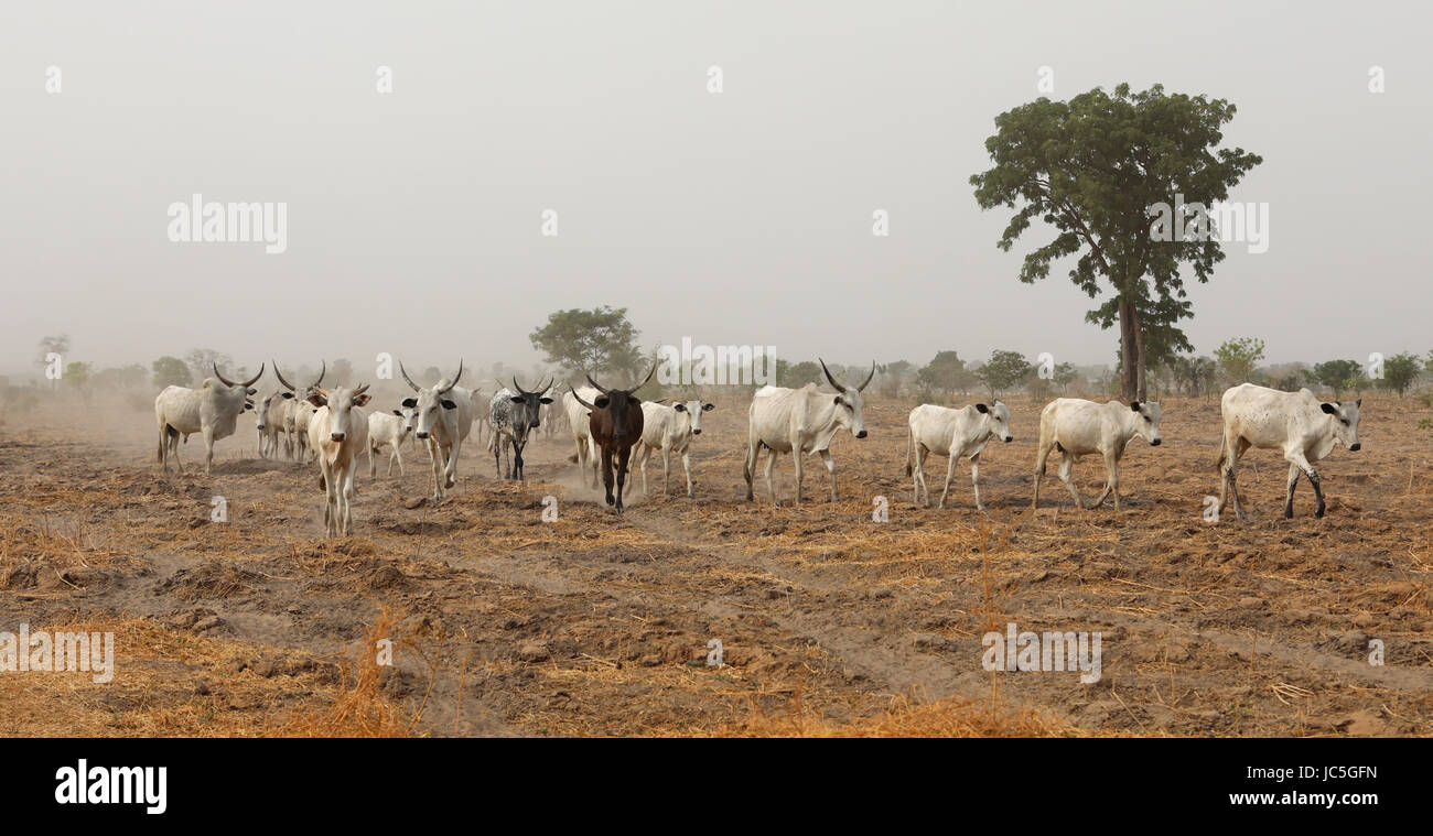 Native Cattle in Nigeria, walking in the Farm land during Harmattan ...