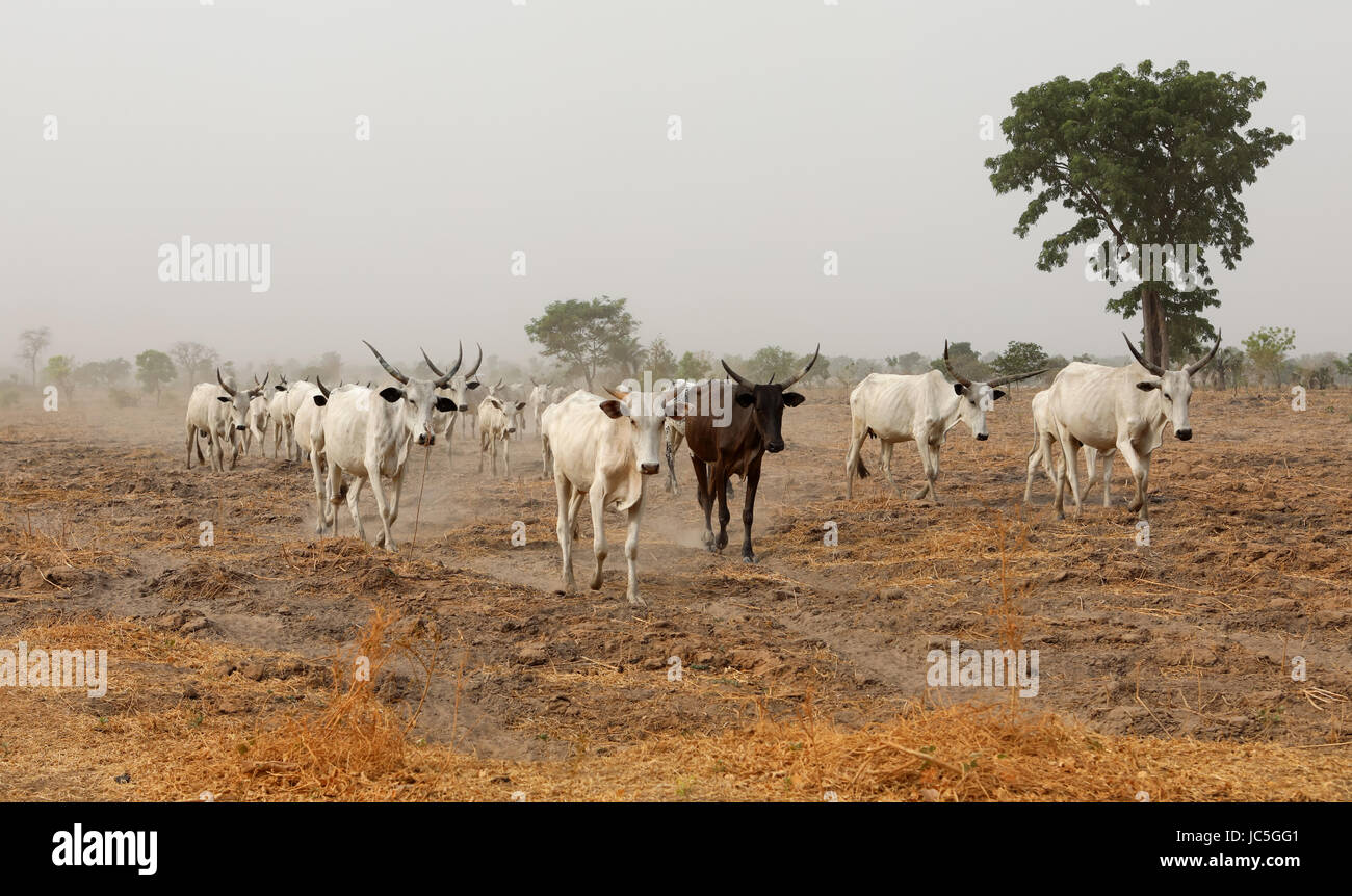 Native cattle hi-res stock photography and images - Alamy