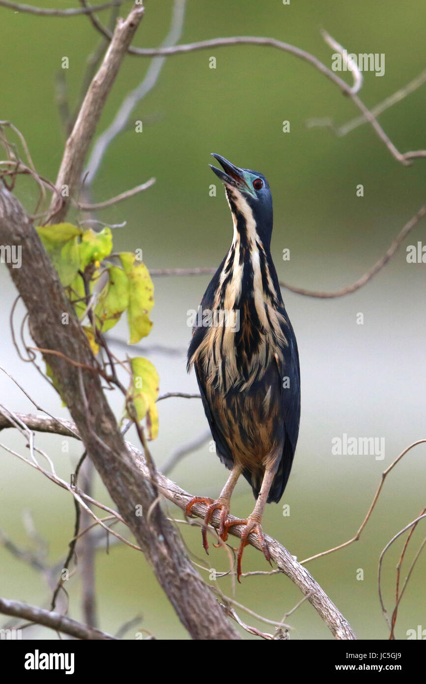 Dwarf Bittern Ixobrychus sturmii standing in a tree branch Stock Photo ...
