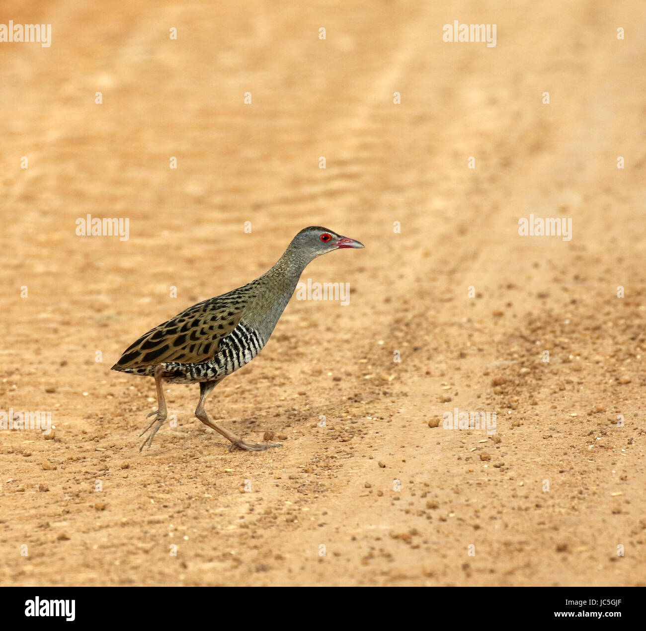 African Crake (Crex egregia) portrait in long road walking out Stock ...