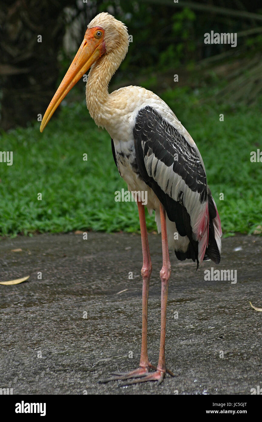 Cute stork hi-res stock photography and images - Alamy