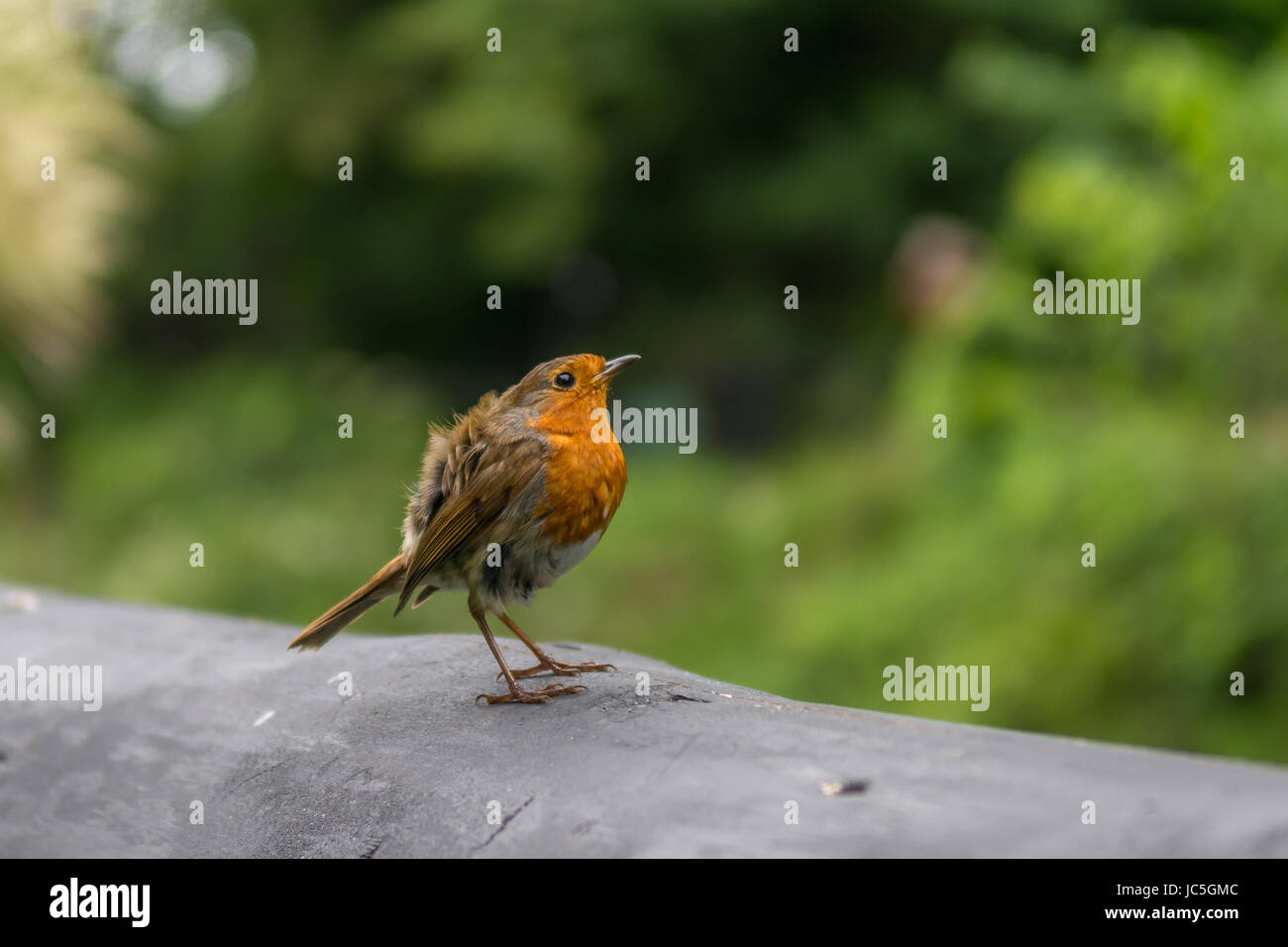 Wild robin standing on a fence Stock Photo - Alamy