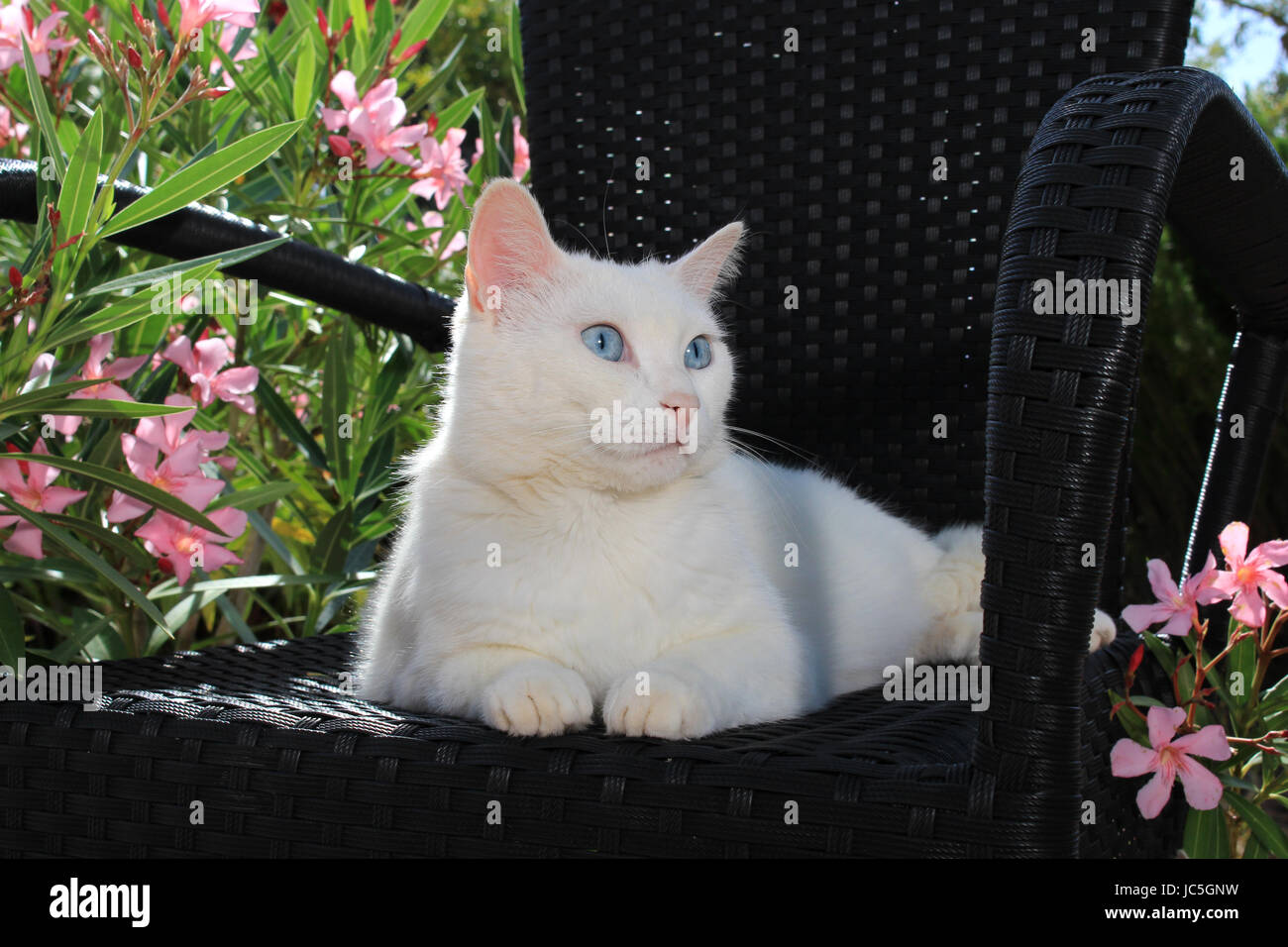 domestic cat, white, blue-eyed, lying on a black garden chair in front ...