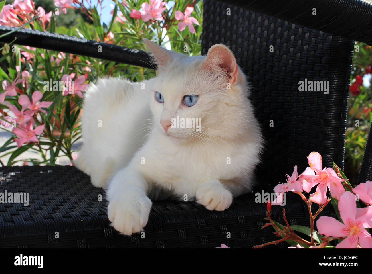domestic cat, white, blue-eyed, lying on a black garden chair in front ...