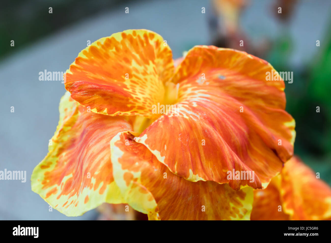 Yellow flower macro shots hi-res stock photography and images - Alamy