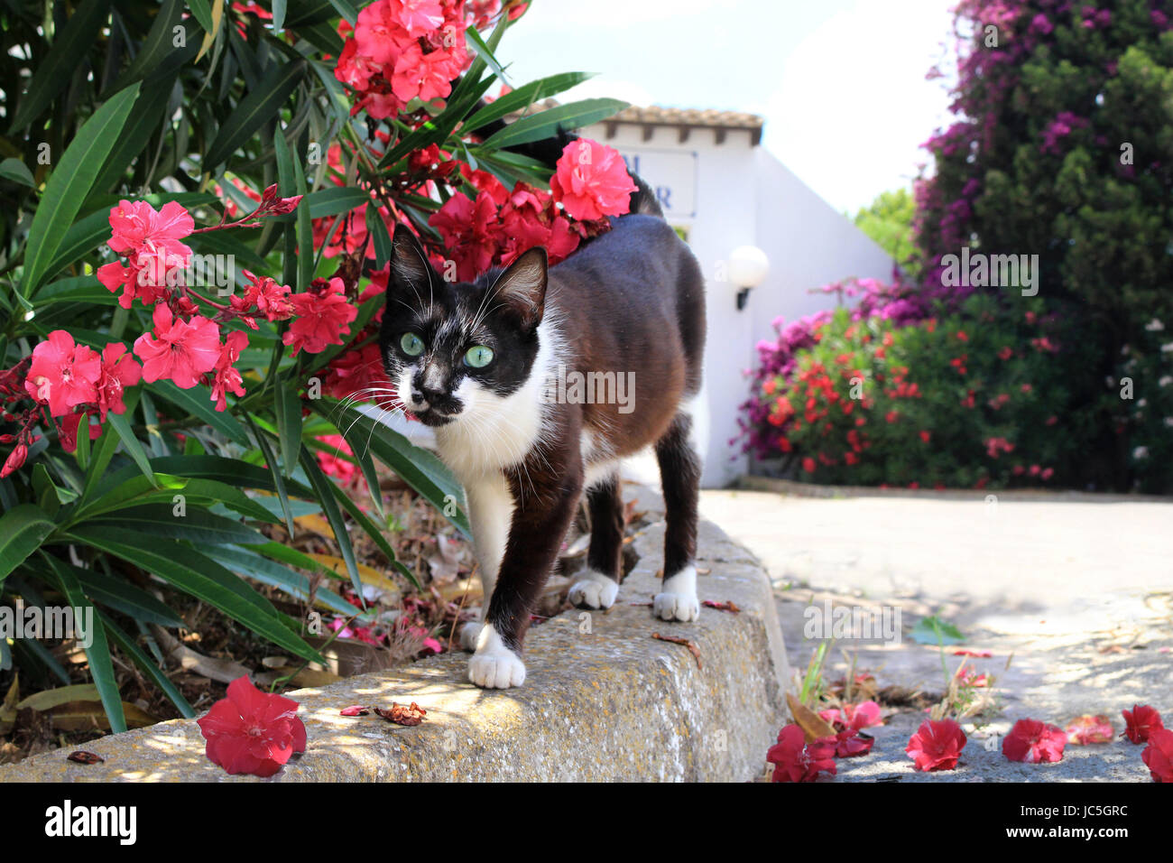 domestic cat, tuxedo, black and white, walking between flowering ...