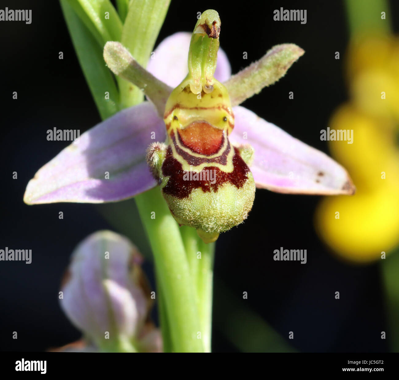 Bee Orchid Ophrys apifera Stock Photo - Alamy