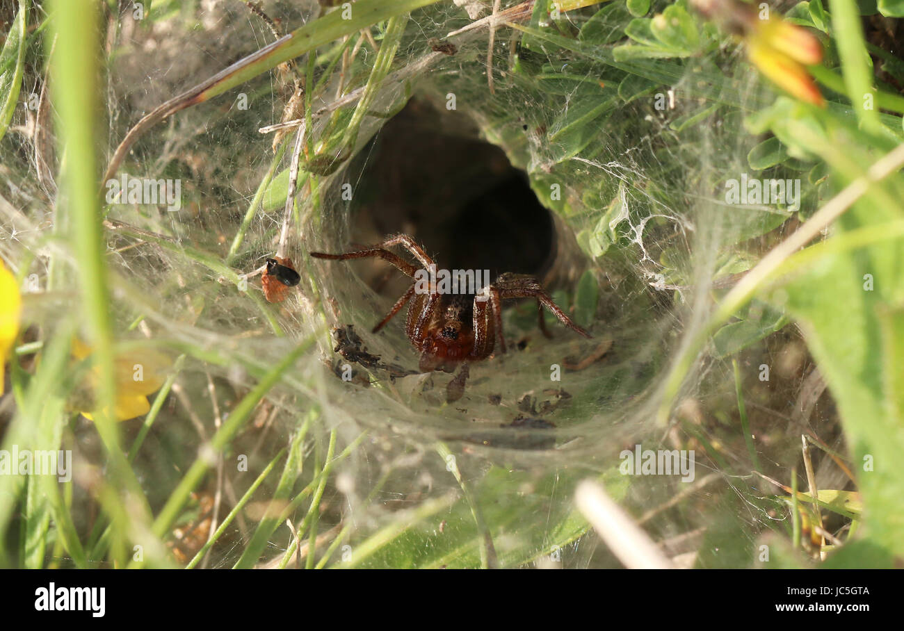 Labyrinth spider hi-res stock photography and images - Alamy
